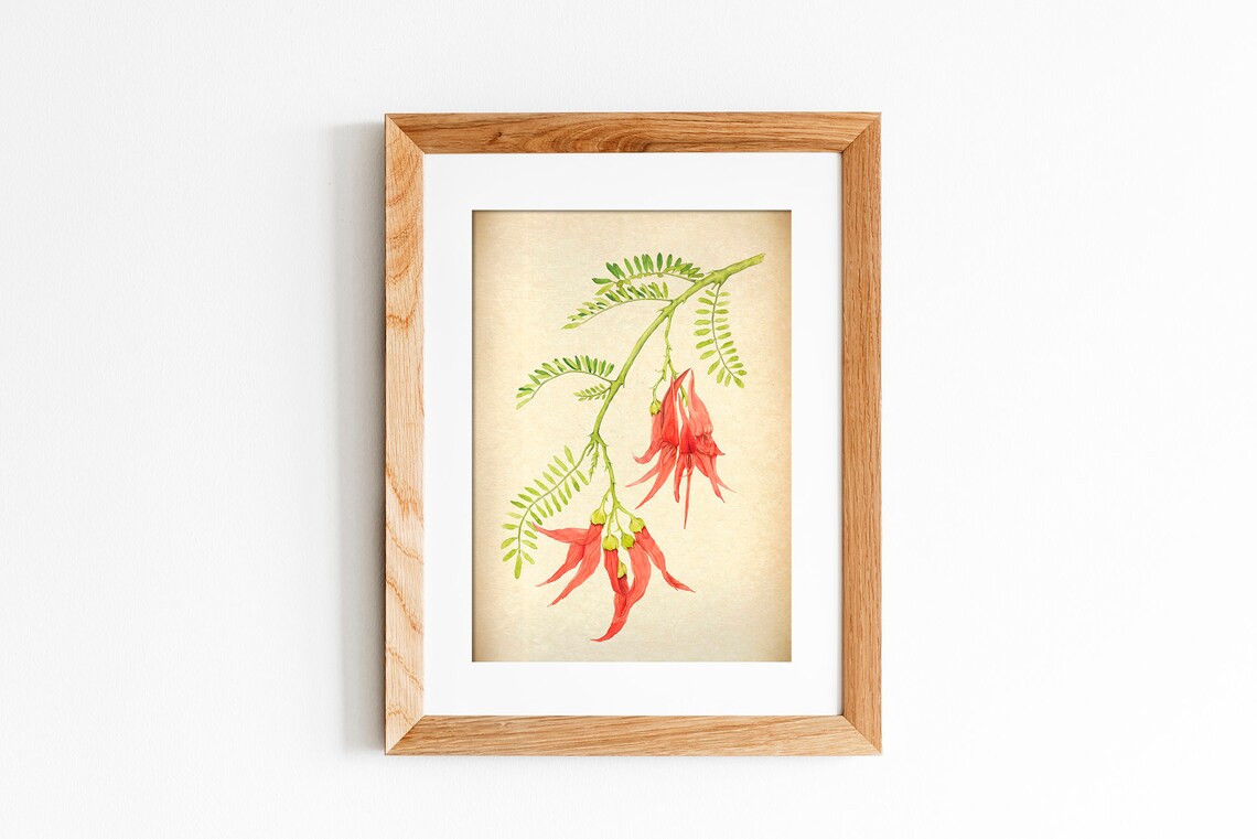 Kaka Beak Watercolour Painting: Vintage Style New Zealand Botanical Art ...