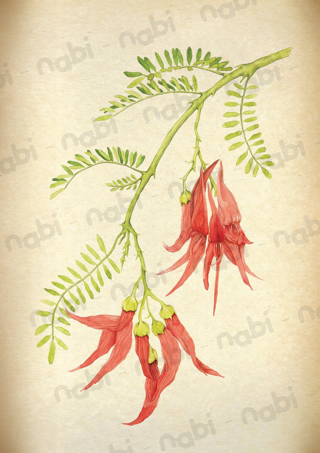 Kaka Beak Watercolour Painting: Vintage Style New Zealand Botanical Art ...