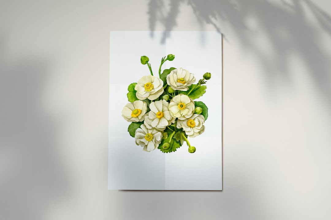 New Zealand Native Flower 'mt Cook Lily', Watercolour, Botanical Art ...