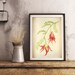 Kaka Beak Watercolour Painting: Vintage Style New Zealand Botanical Art ...