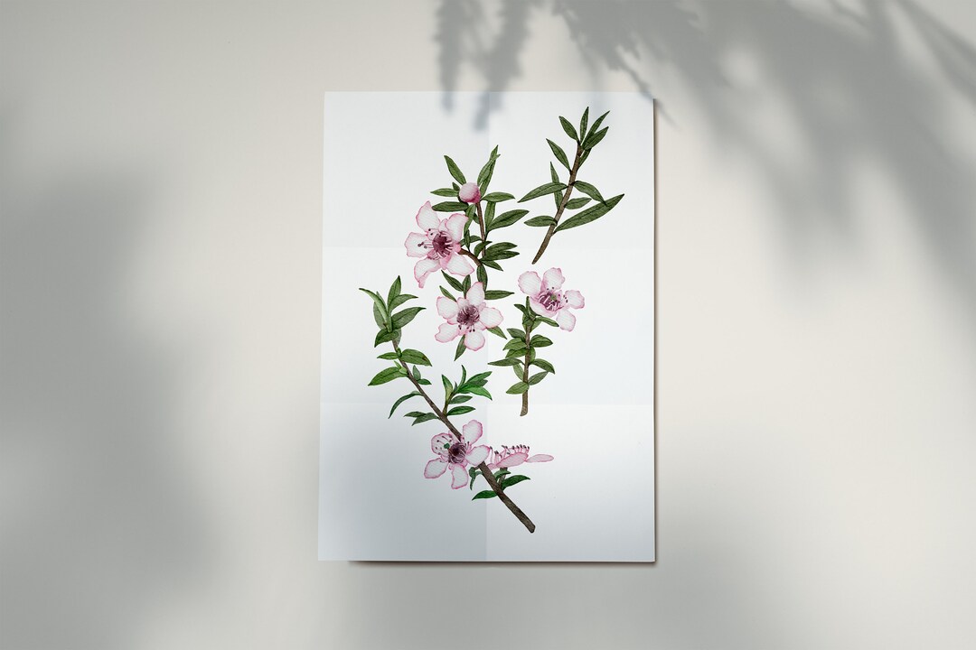 New Zealand Native Plant 'manuka', Watercolour Painting, Botanical Art ...