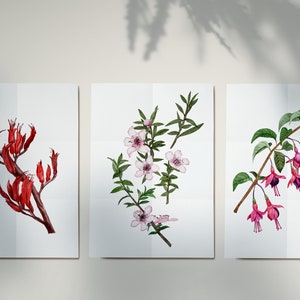 Set of 3 New Zealand Native Plant 'flax', 'manuka' and 'fuchsia ...