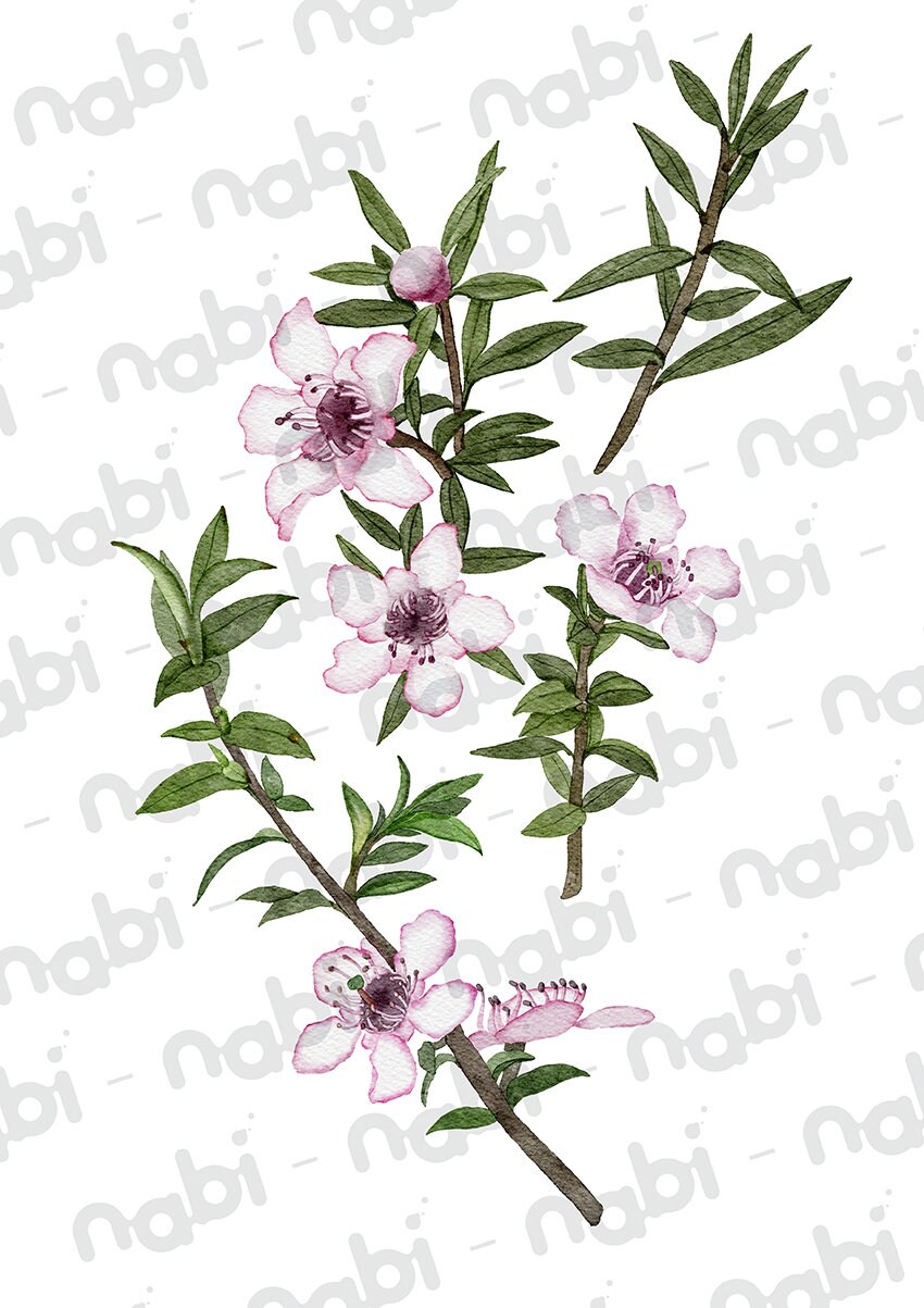 Set of 3 New Zealand Native Plant 'flax', 'manuka' and 'fuchsia ...