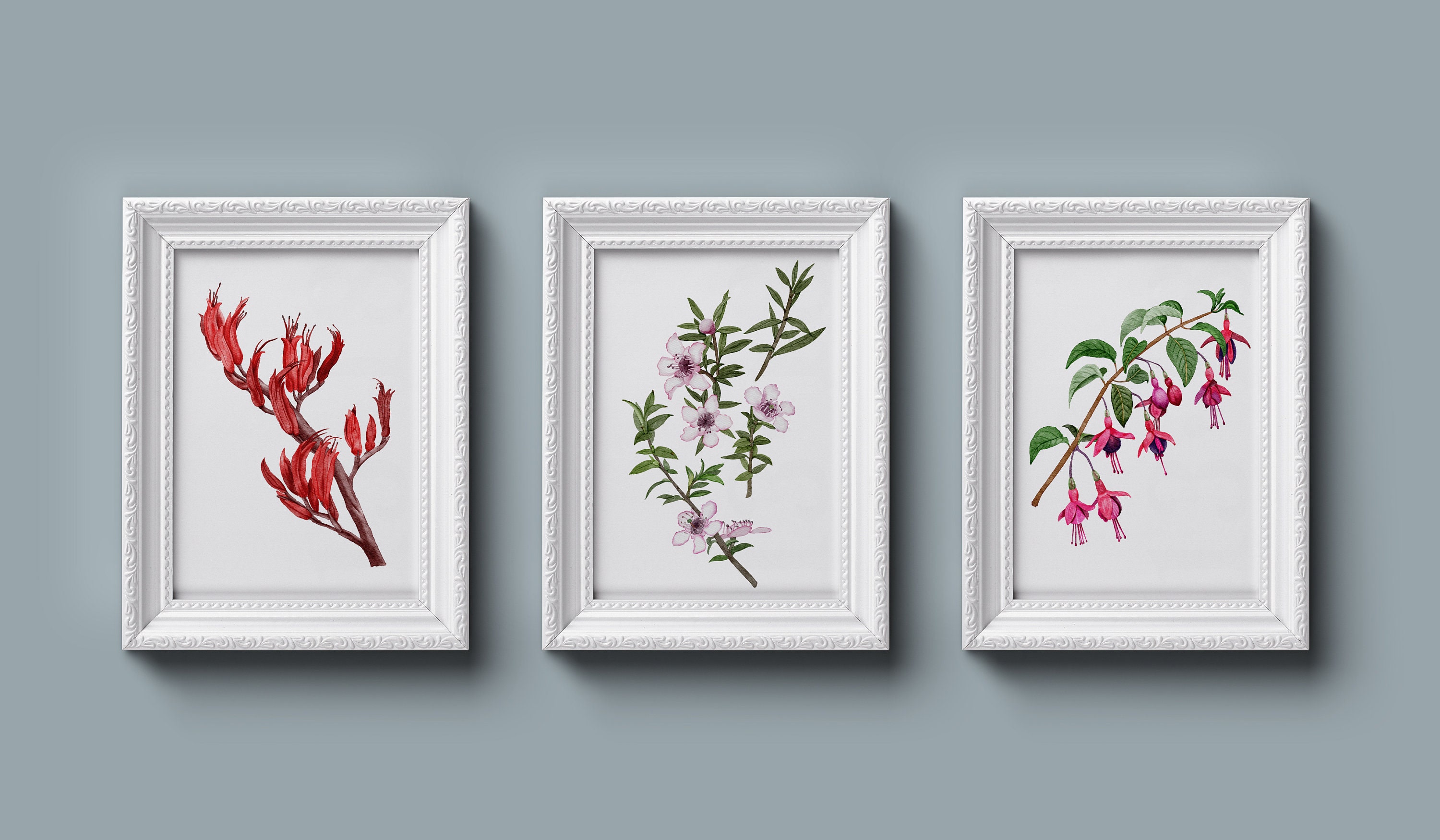 Set of 3 New Zealand Native Plant 'flax', 'manuka' and 'fuchsia ...