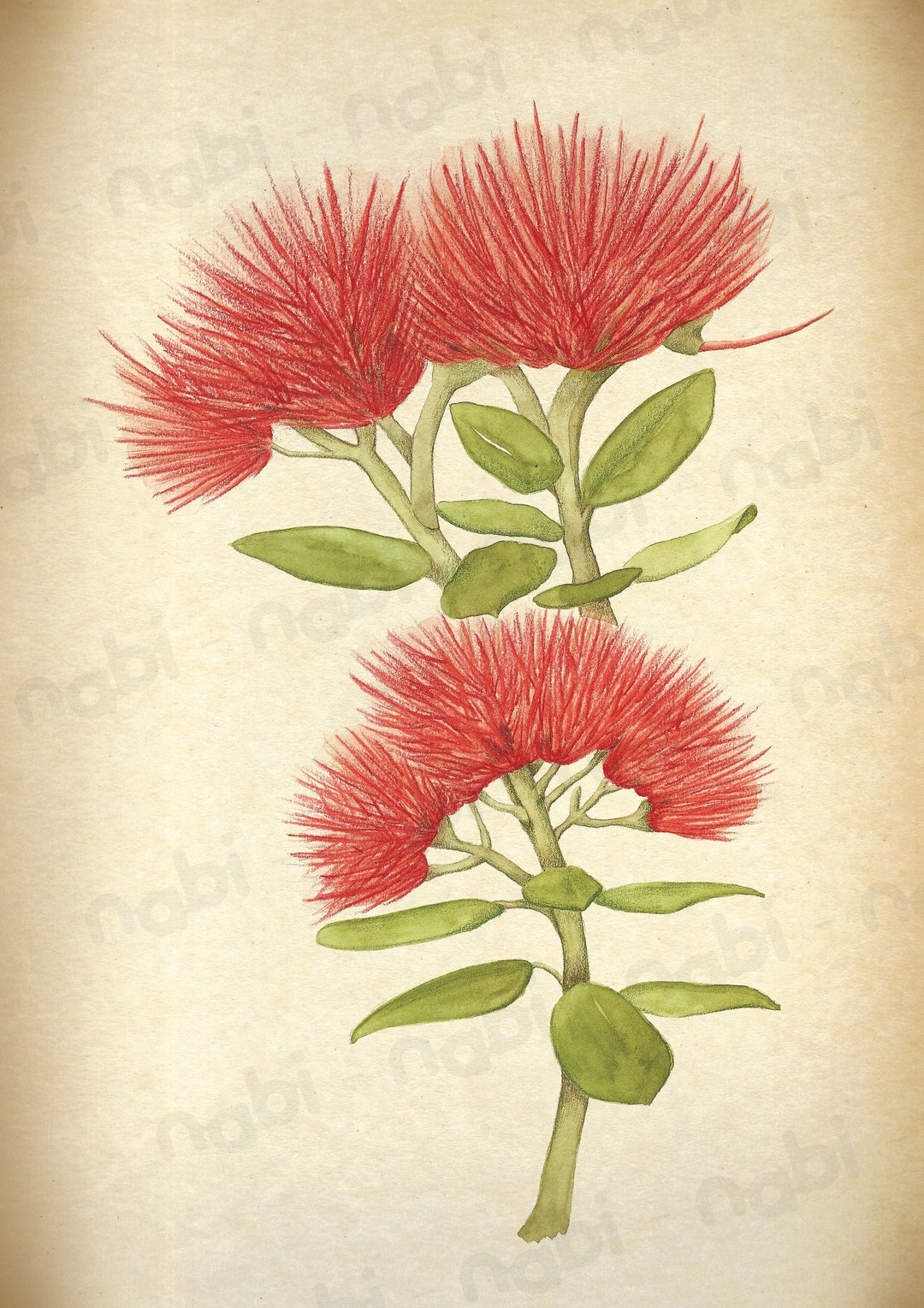 A4 Vintage Style Printable Botanical Art New Zealand Native Plant ...