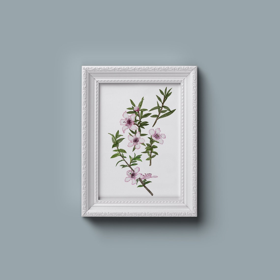 New Zealand Native Plant 'manuka', Watercolour Painting, Botanical Art ...