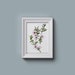 New Zealand Native Plant 'manuka', Watercolour Painting, Botanical Art ...