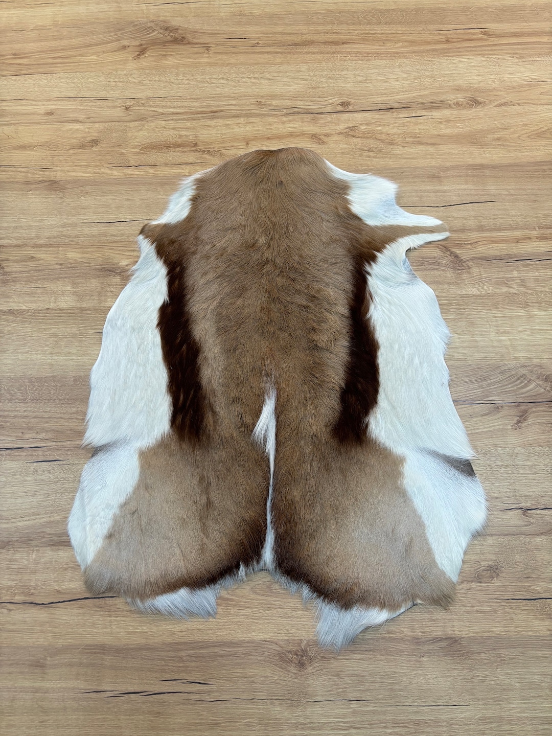 Springbok Skin, Natural Antelope Rug, Genuine Springbok, Springbok Pelt ...