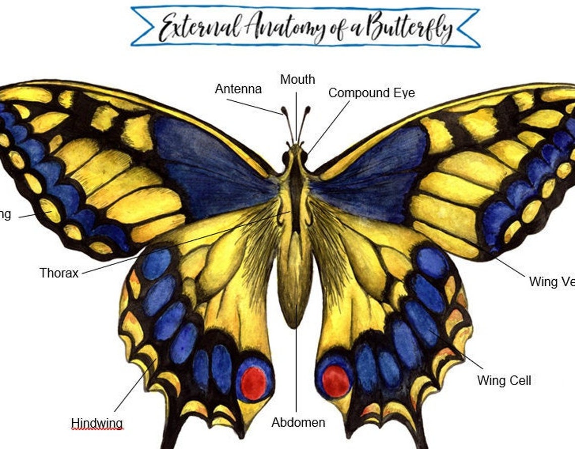 Butterfly Anatomy and Life Cycle Model and Information Cards - Etsy Ireland