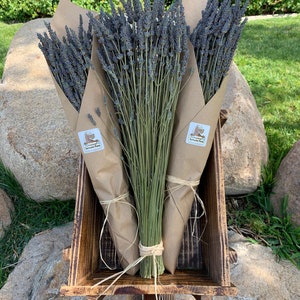 Lavender Bundles - Etsy