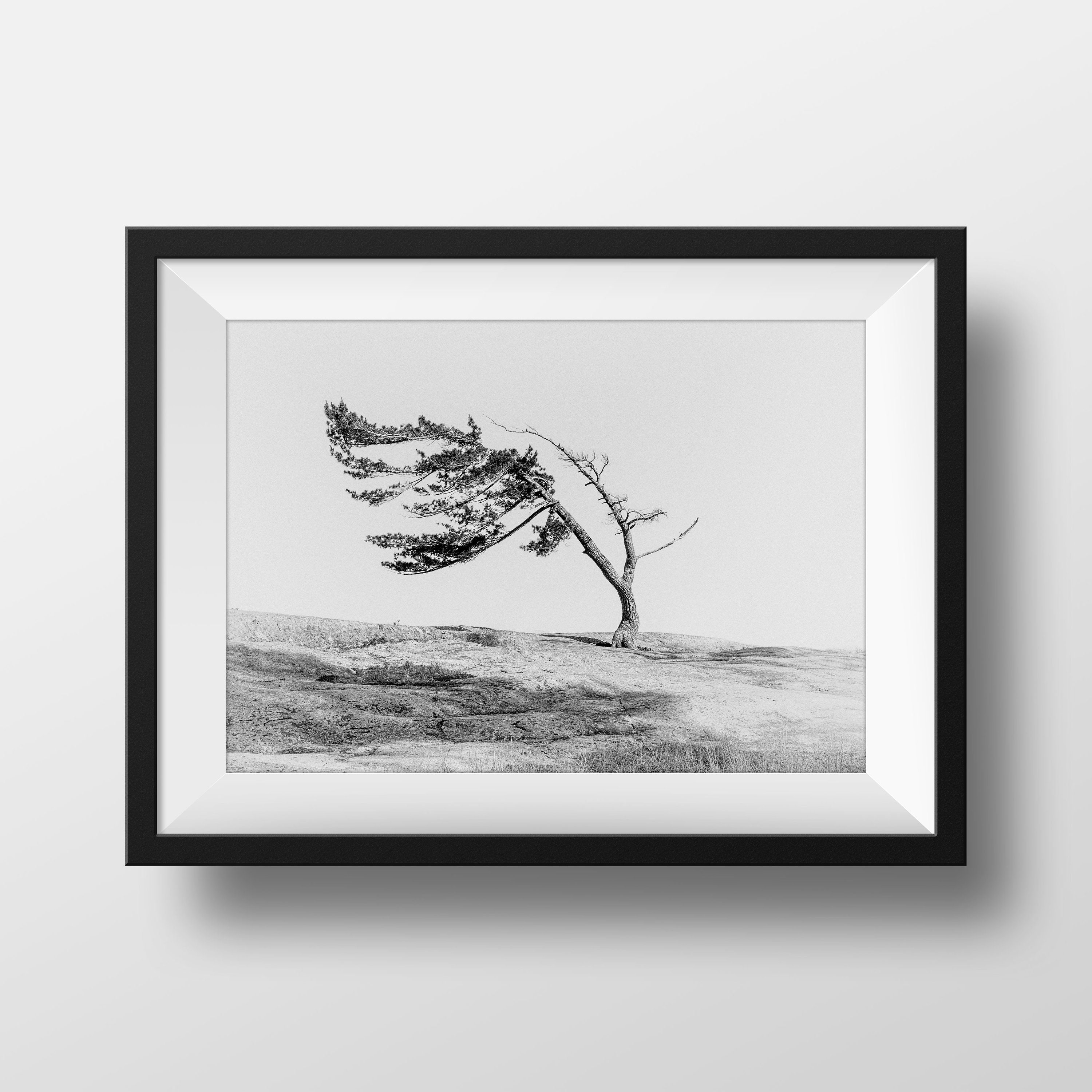 Windswept Pine Tree Print: Killbear Provincial Park, Monochrome Fine ...