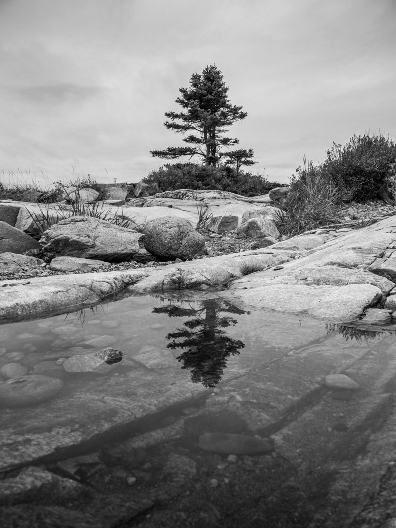 Lone Pine Tree Reflection on Calm Lake Poster Northern Ontario Nature ...