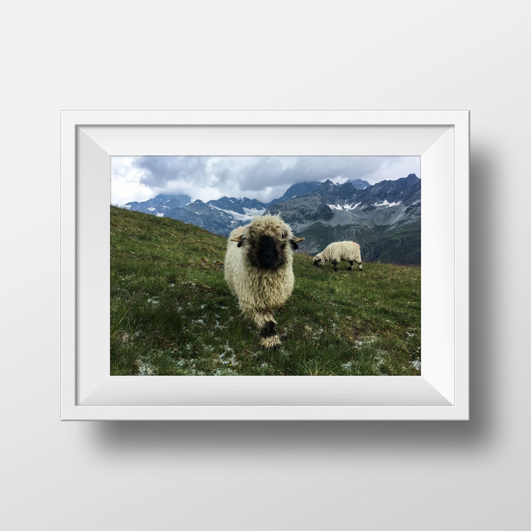 Valais Blacknose Sheep in Zermatt Switzerland - Photo Print of Cute ...