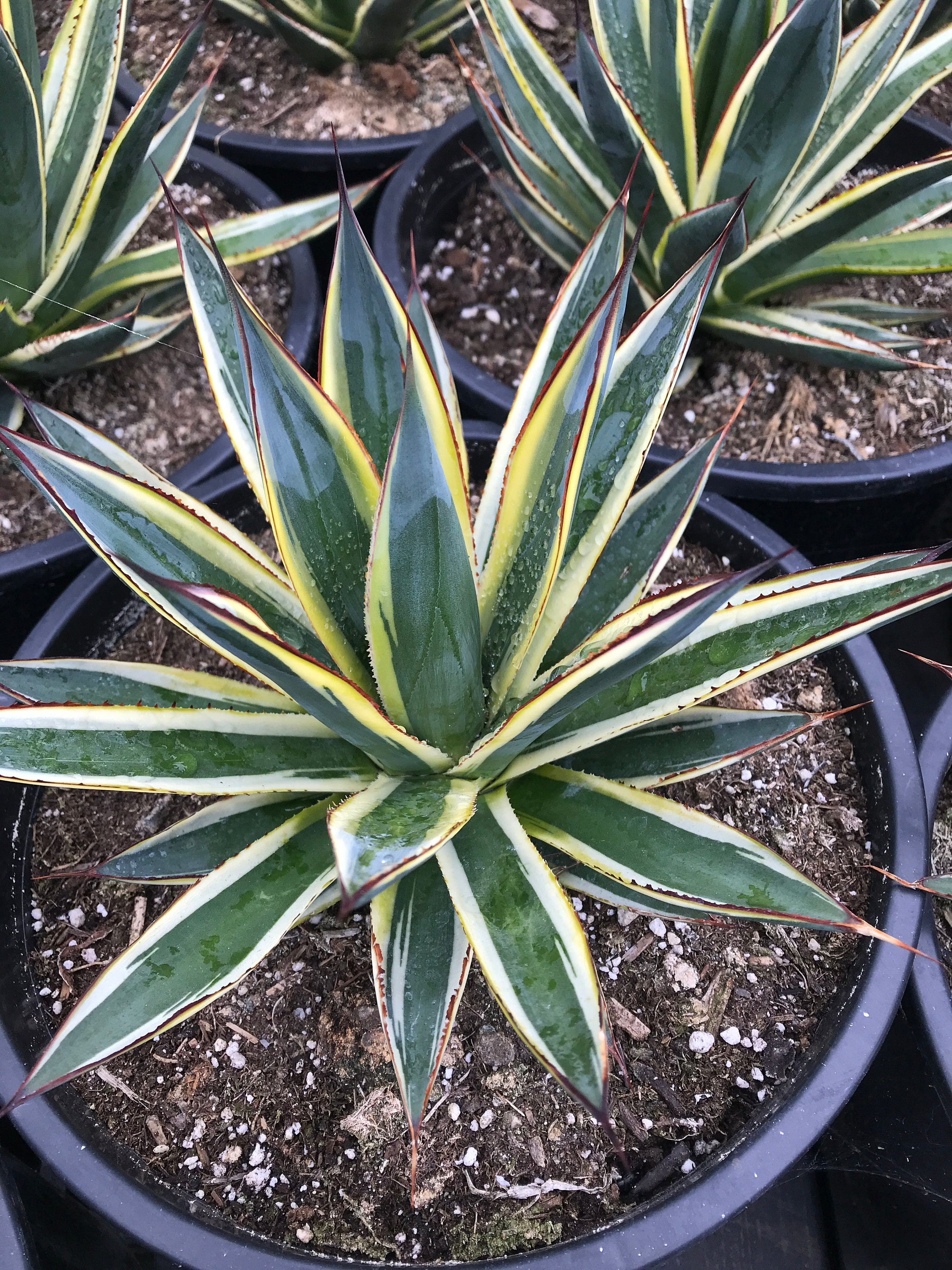 Agave SUN Glow, 3 Gallon Size - Etsy