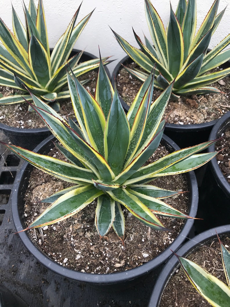 Agave SUN Glow, 3 Gallon Size - Etsy