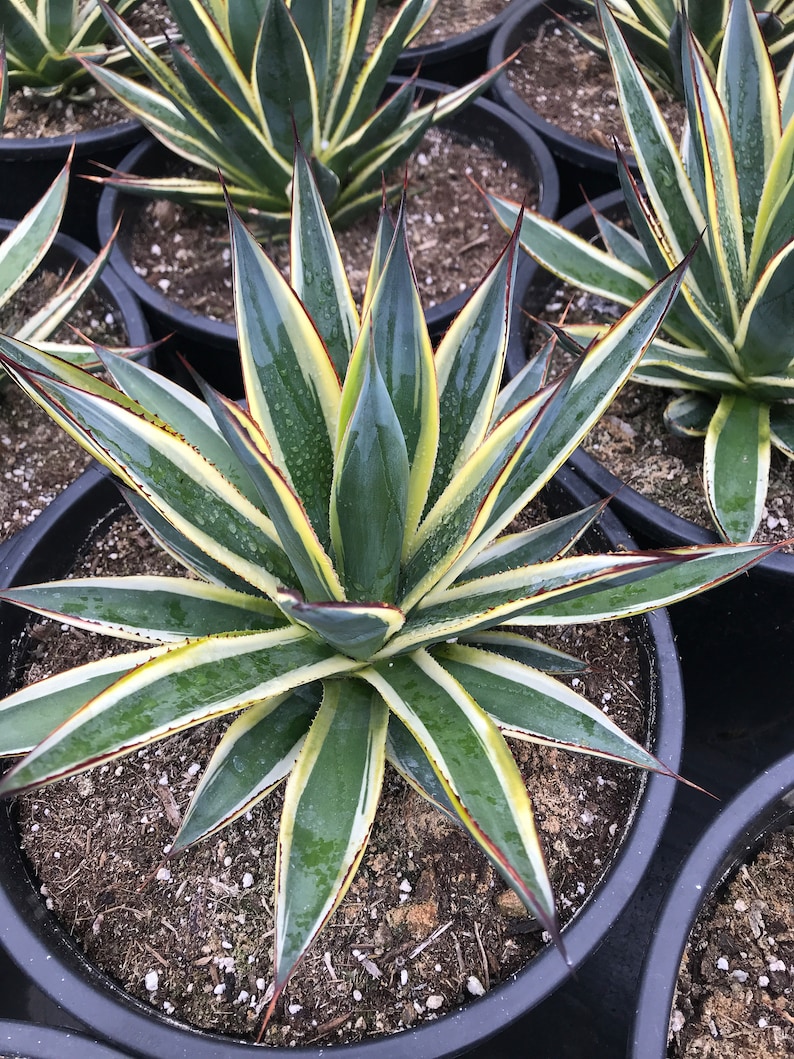 Agave SUN Glow, 3 Gallon Size - Etsy
