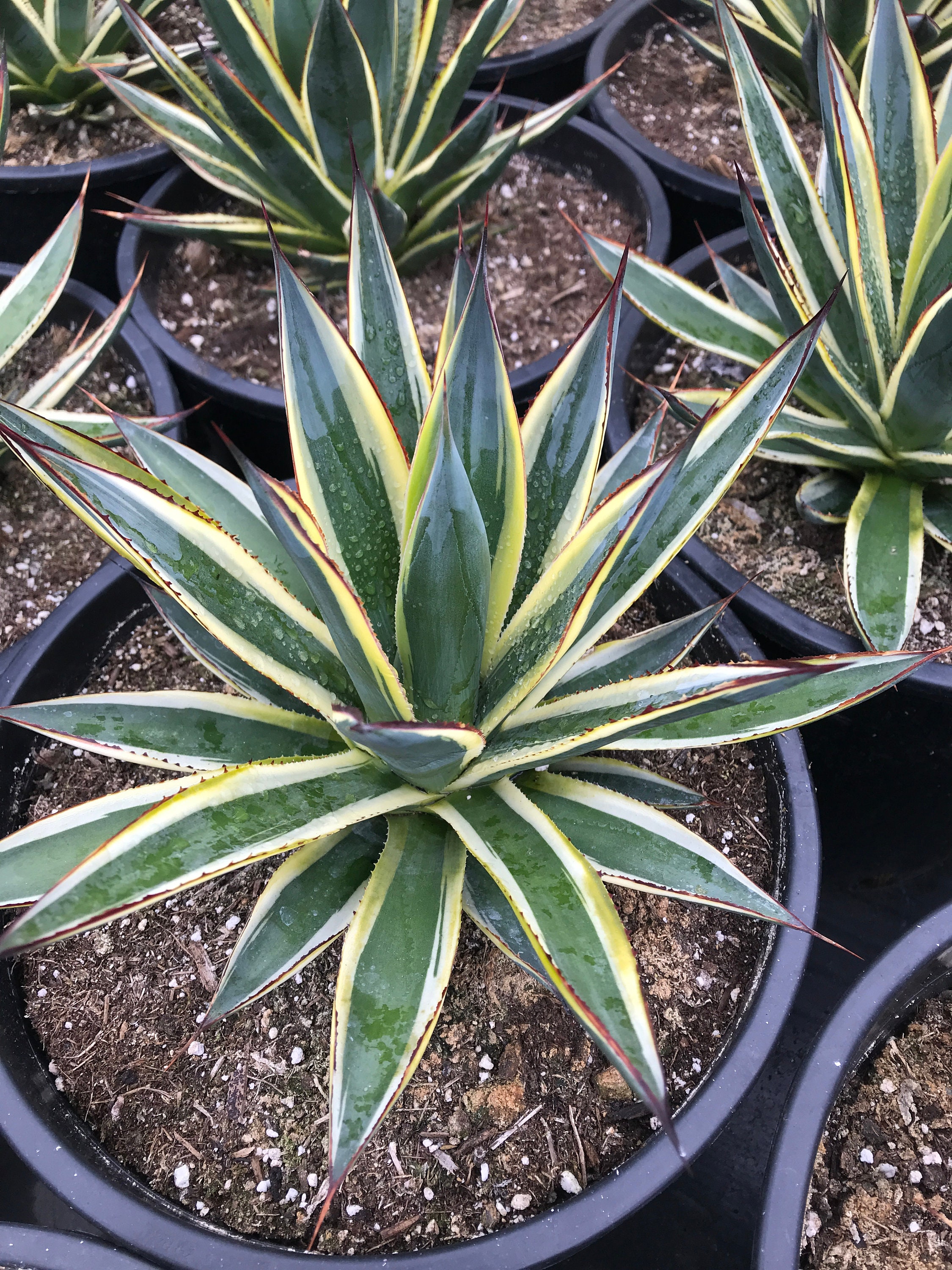 Agave SUN Glow, 3 Gallon Size - Etsy