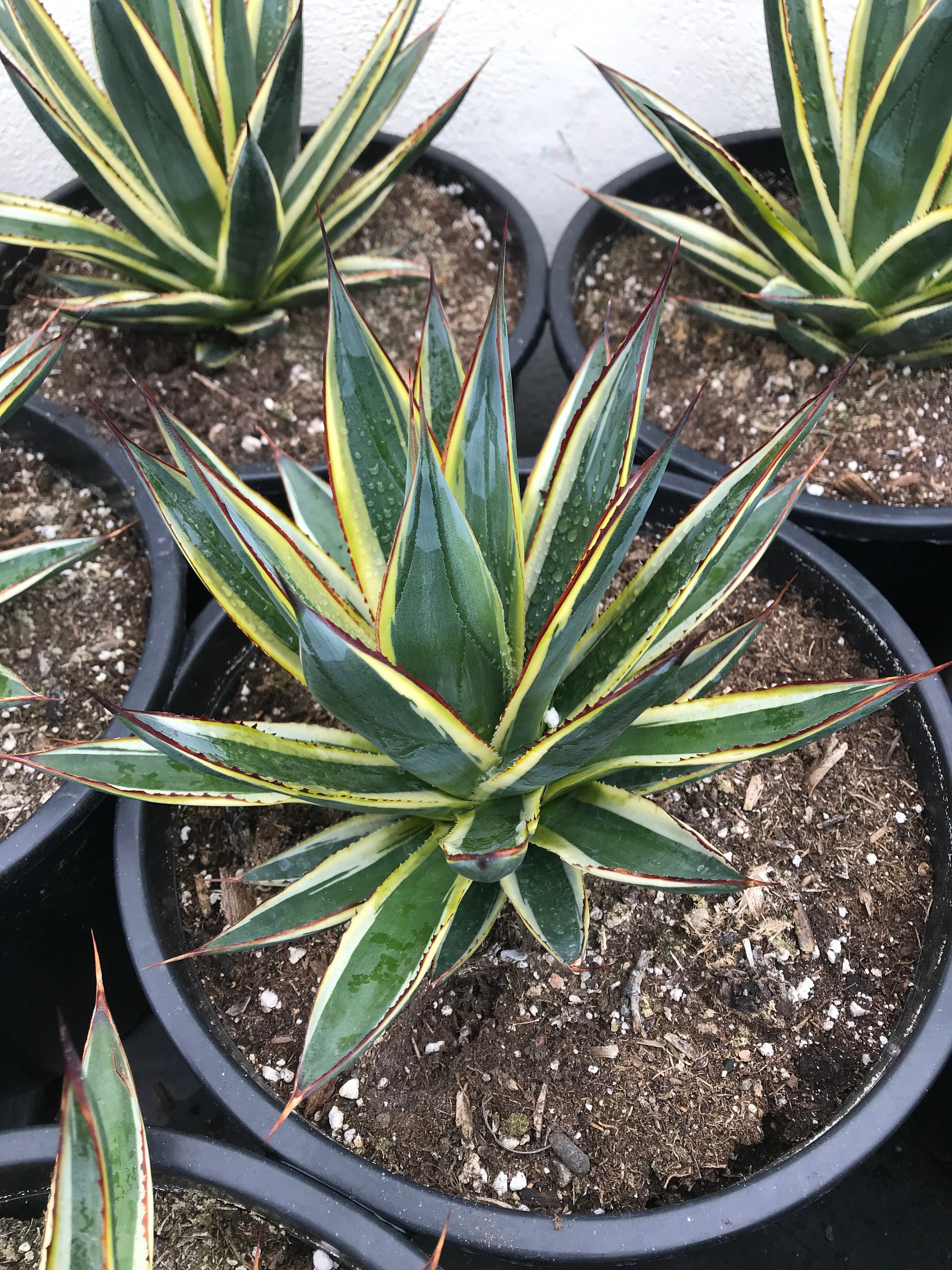 Agave SUN Glow, 3 Gallon Size - Etsy
