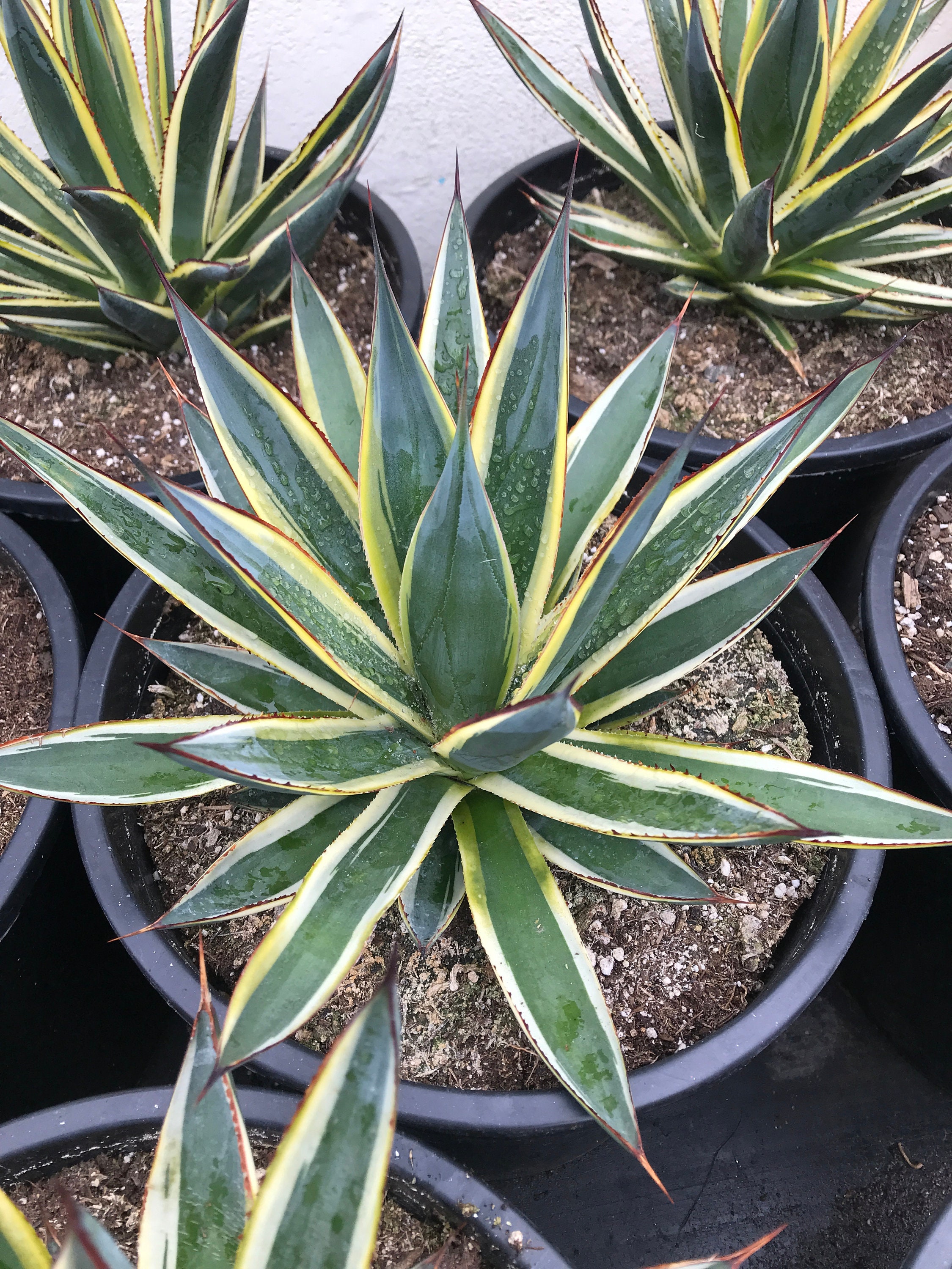 Agave SUN Glow, 3 Gallon Size - Etsy