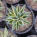 Agave SUN Glow, 3 Gallon Size - Etsy