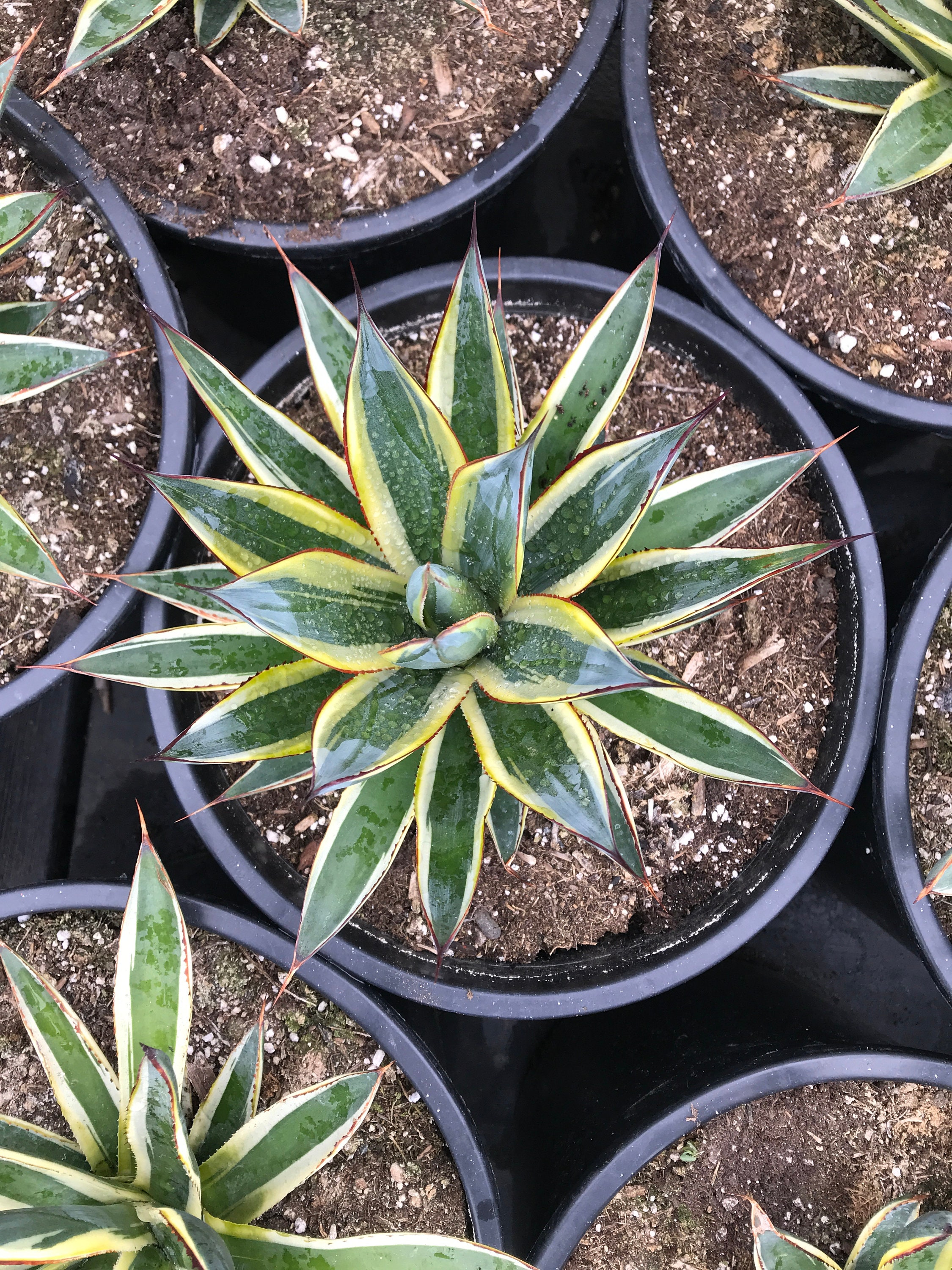Agave SUN Glow, 3 Gallon Size - Etsy