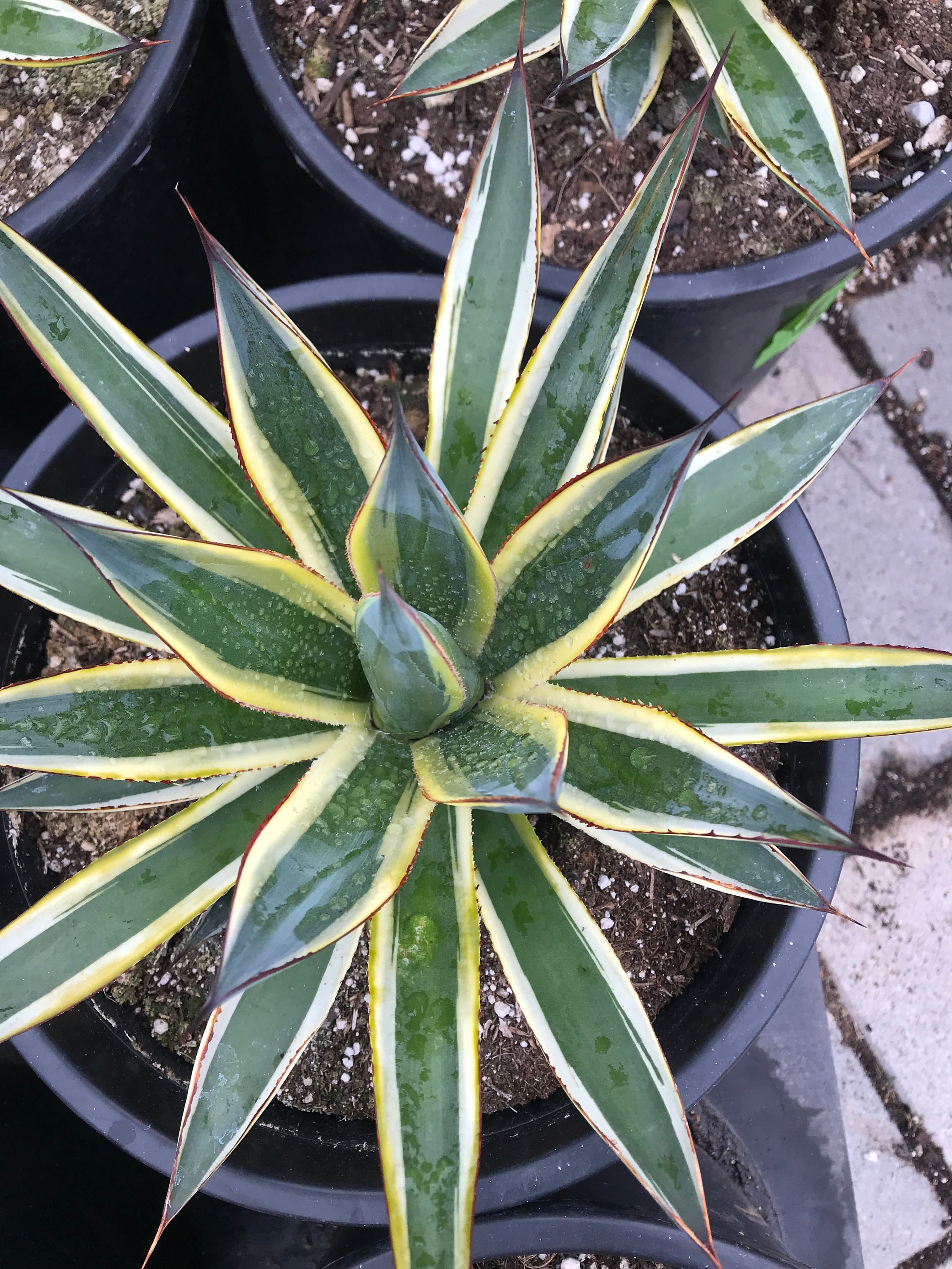 Agave SUN Glow, 3 Gallon Size - Etsy