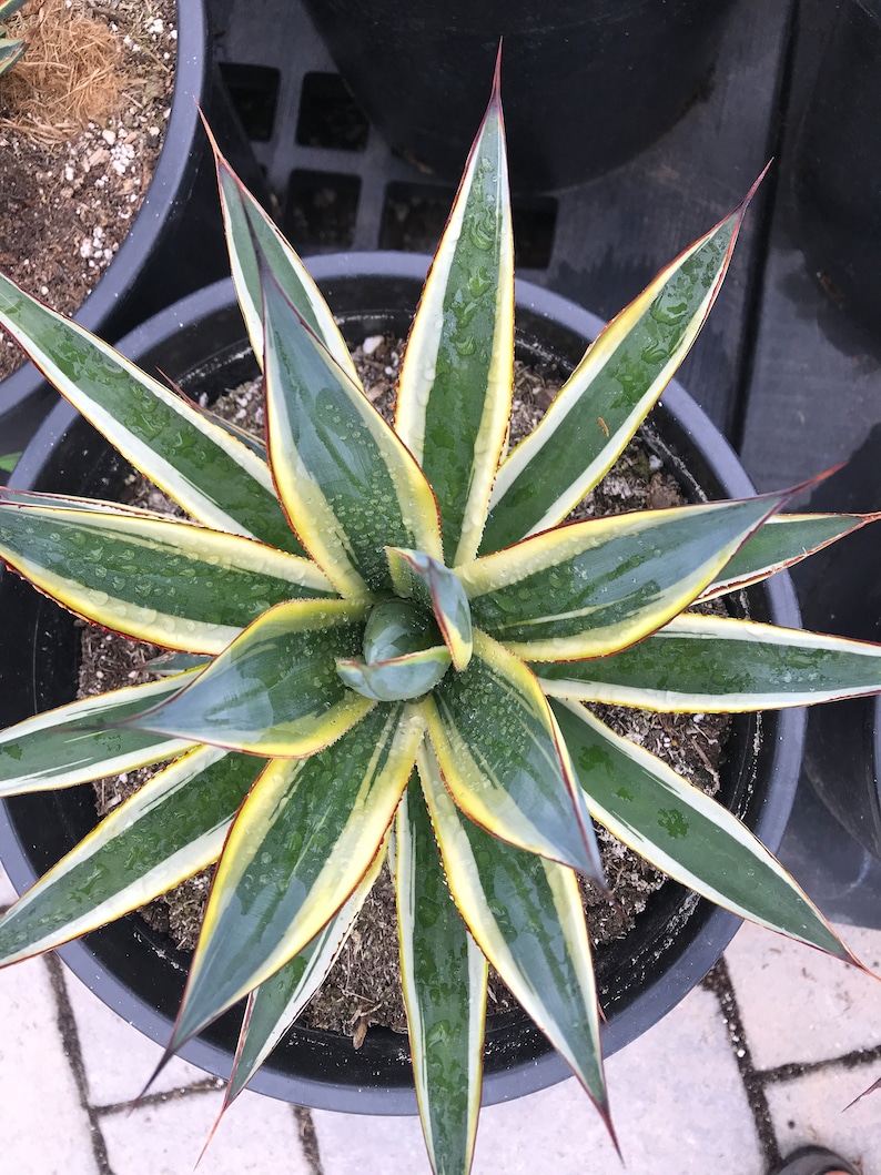 Agave SUN Glow, 3 Gallon Size - Etsy