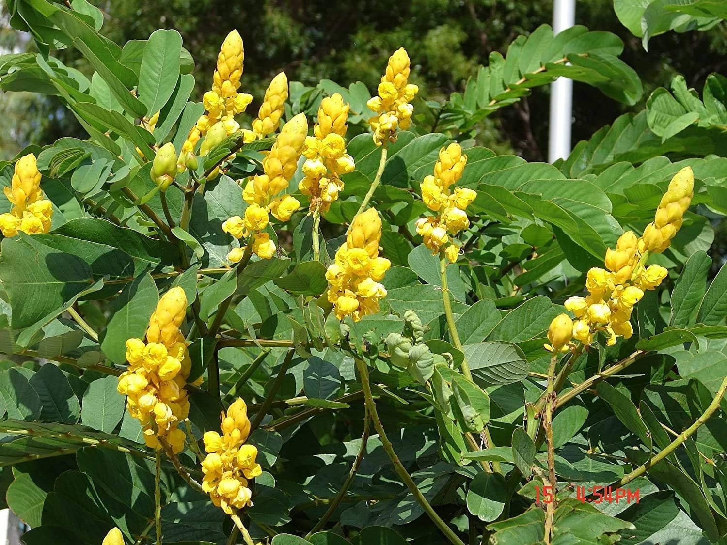 20 + Freshly Harvested Senna Alata Seeds ( No International Shipping ...