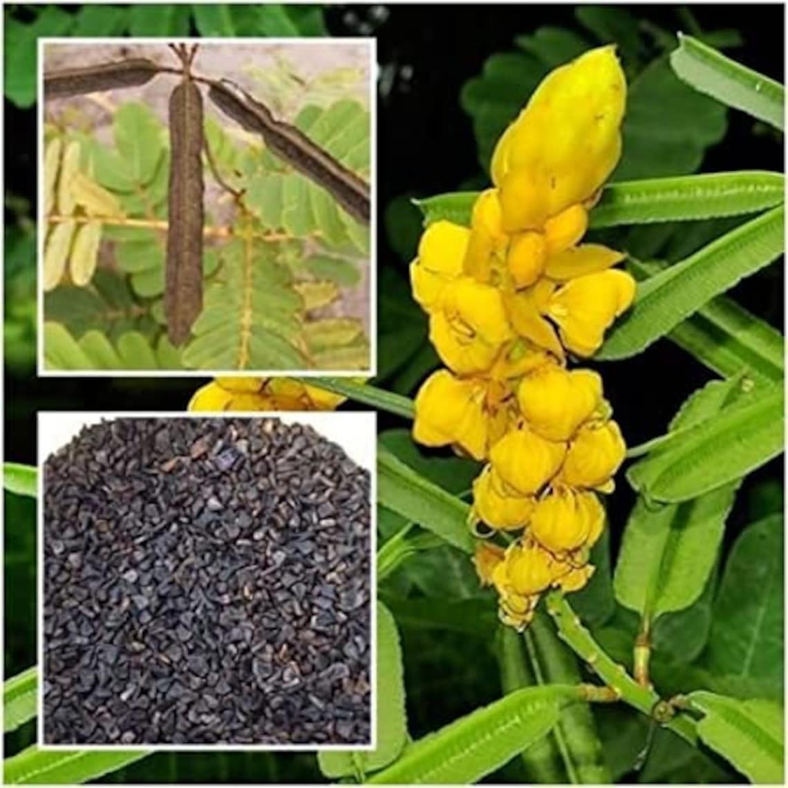 20 + Freshly Harvested Senna Alata Seeds ( No International Shipping ...