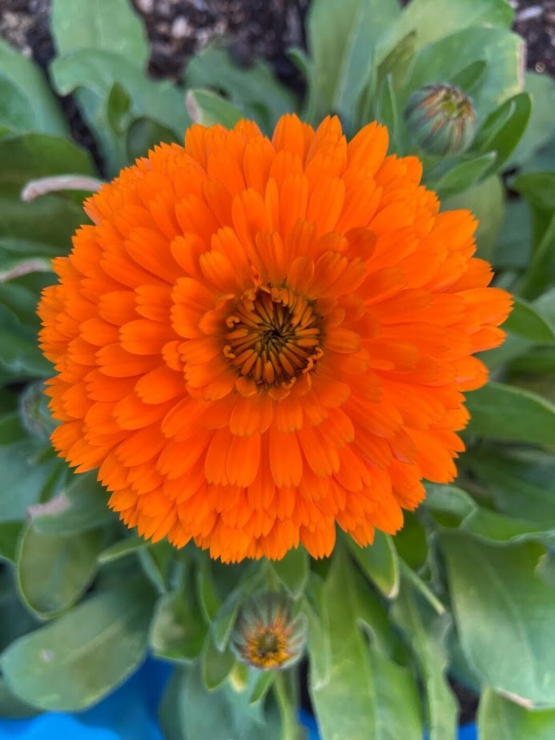 Calendula Seeds-balls Orange - Etsy