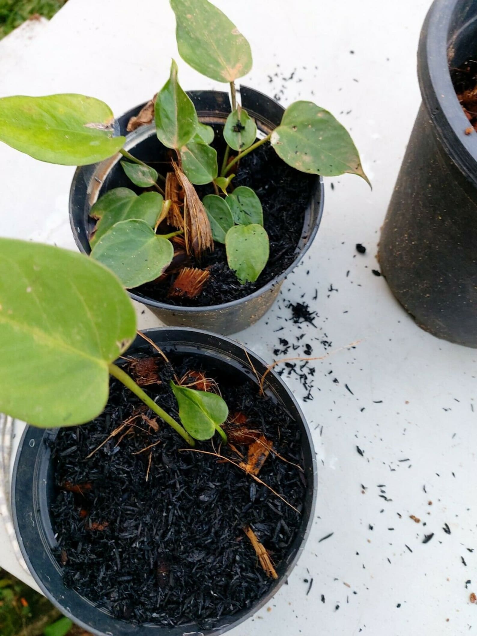 Burned Rice Husk Ash 100% Organic Compost Fertilizer & - Etsy Canada