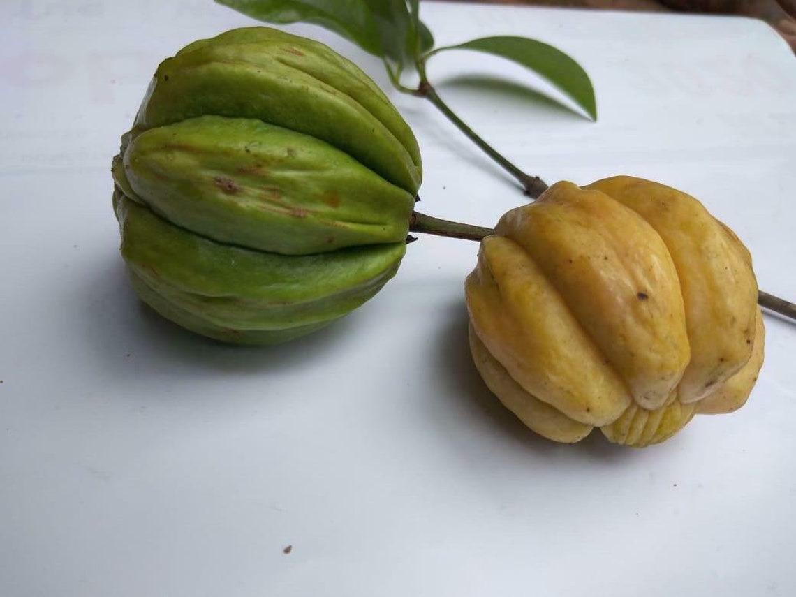 Garcinia Cambogia Pure Ceylon Handmade Dried Goraka From Sri - Etsy