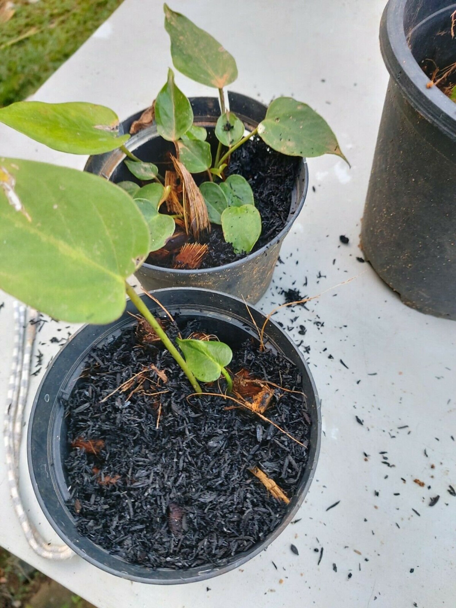 Burned Rice Husk Ash 100% Organic Compost Fertilizer & - Etsy Canada