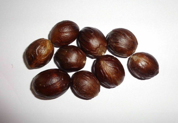 Ceylon Nutmeg Whole With Shell High Quality Organic Herbs - Etsy