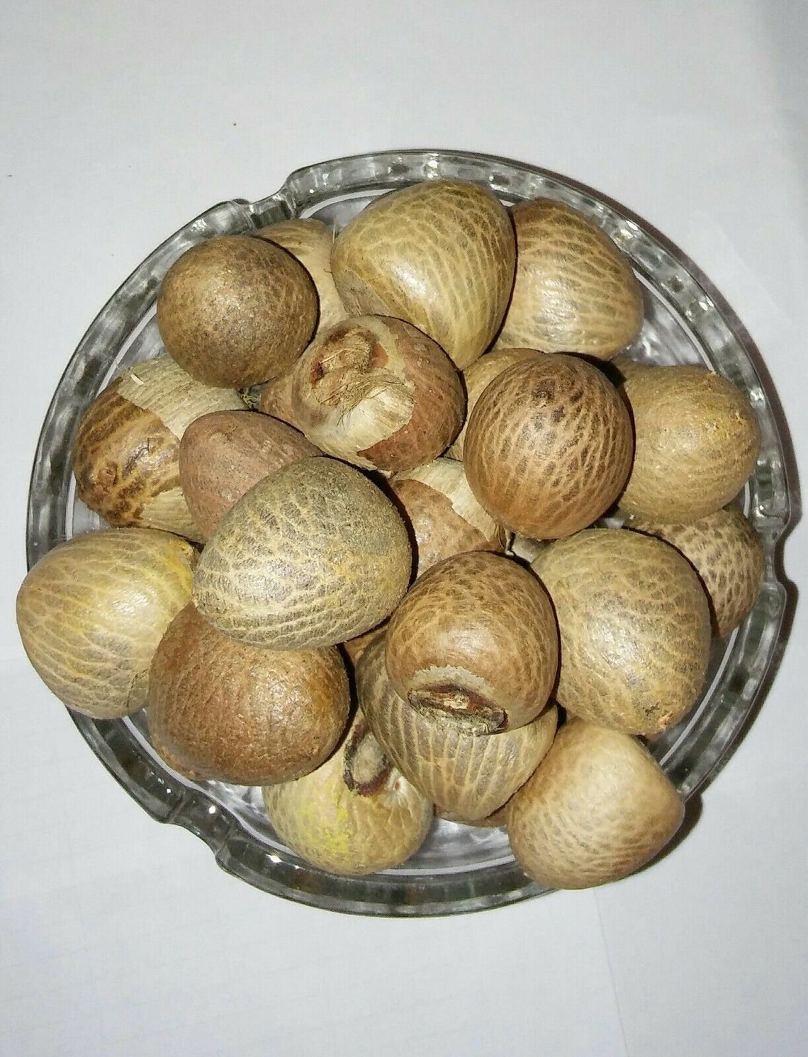 Whole Supari Grade A Quality Ceylon Betel Nuts Areca Catechu - Etsy