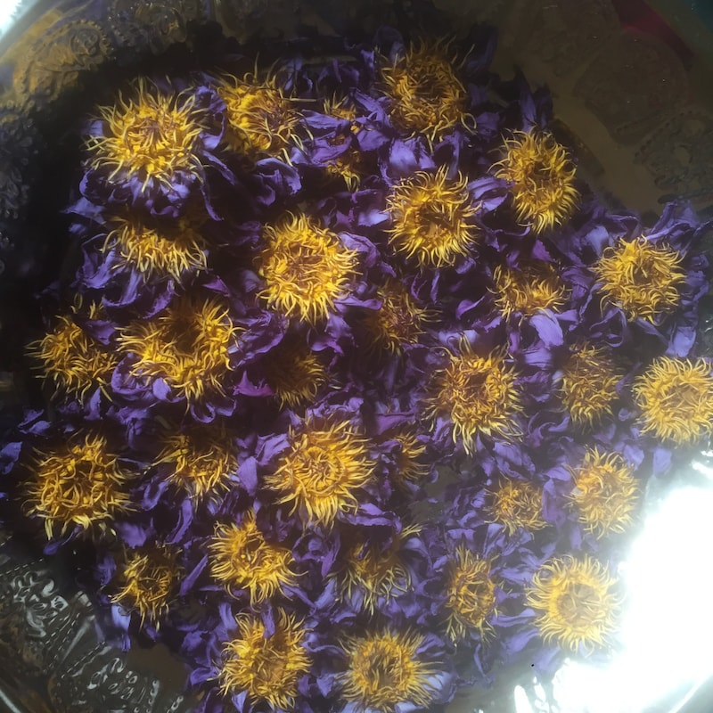 Nymphaea Blue Water Lily - Etsy UK