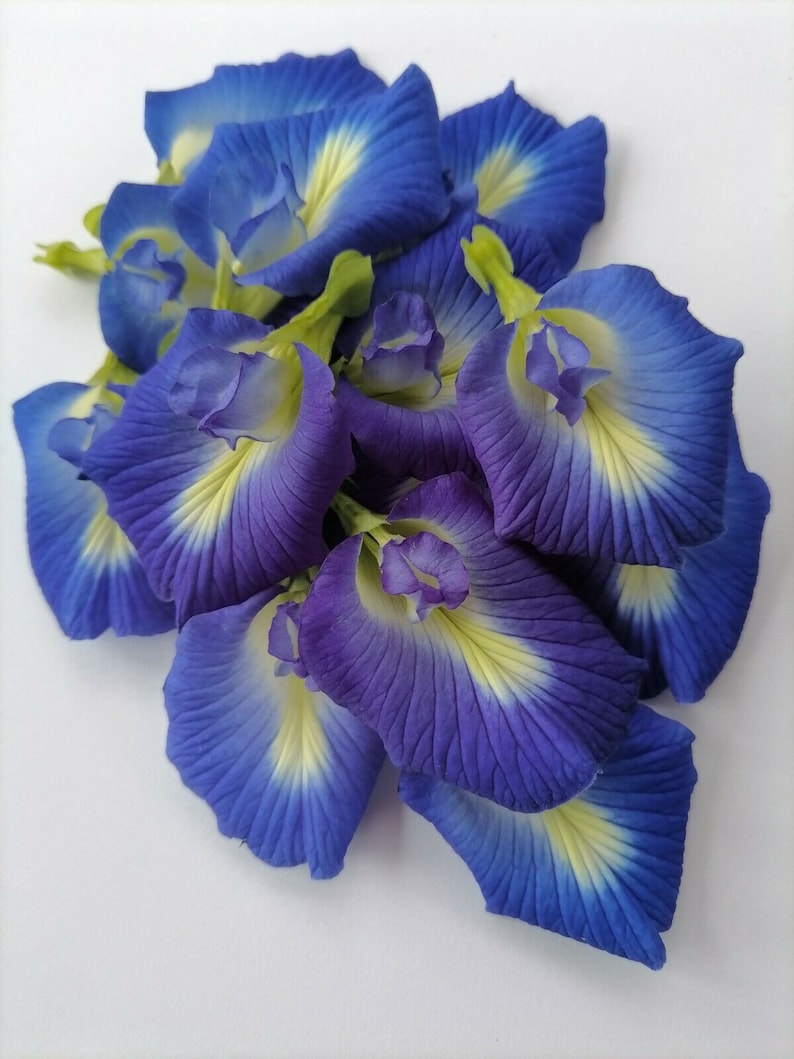 Dried Blue Butterfly Pea Flower Powder Herbal Blue Tea Clitoria ...