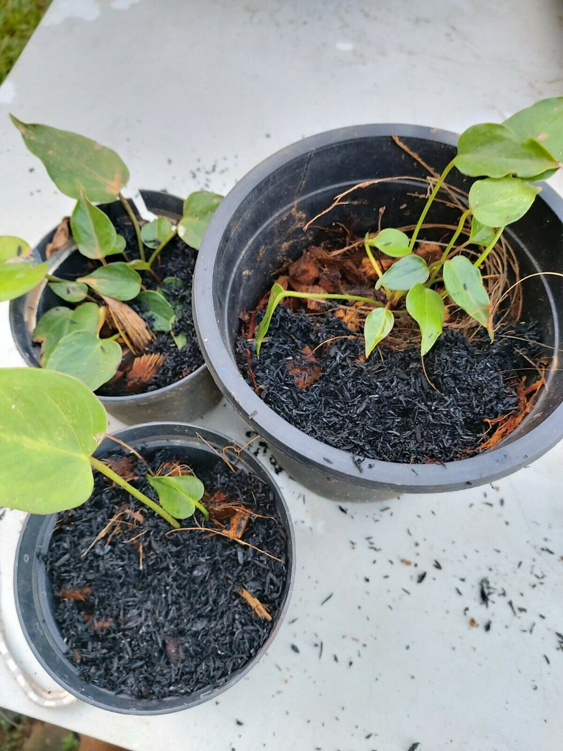 Burned Rice Husk Ash 100% Organic Compost Fertilizer & - Etsy Canada