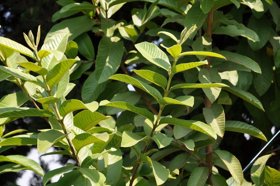 100% Organic Guava Leaves Fresh Green Dried Psidium Guajava - Etsy