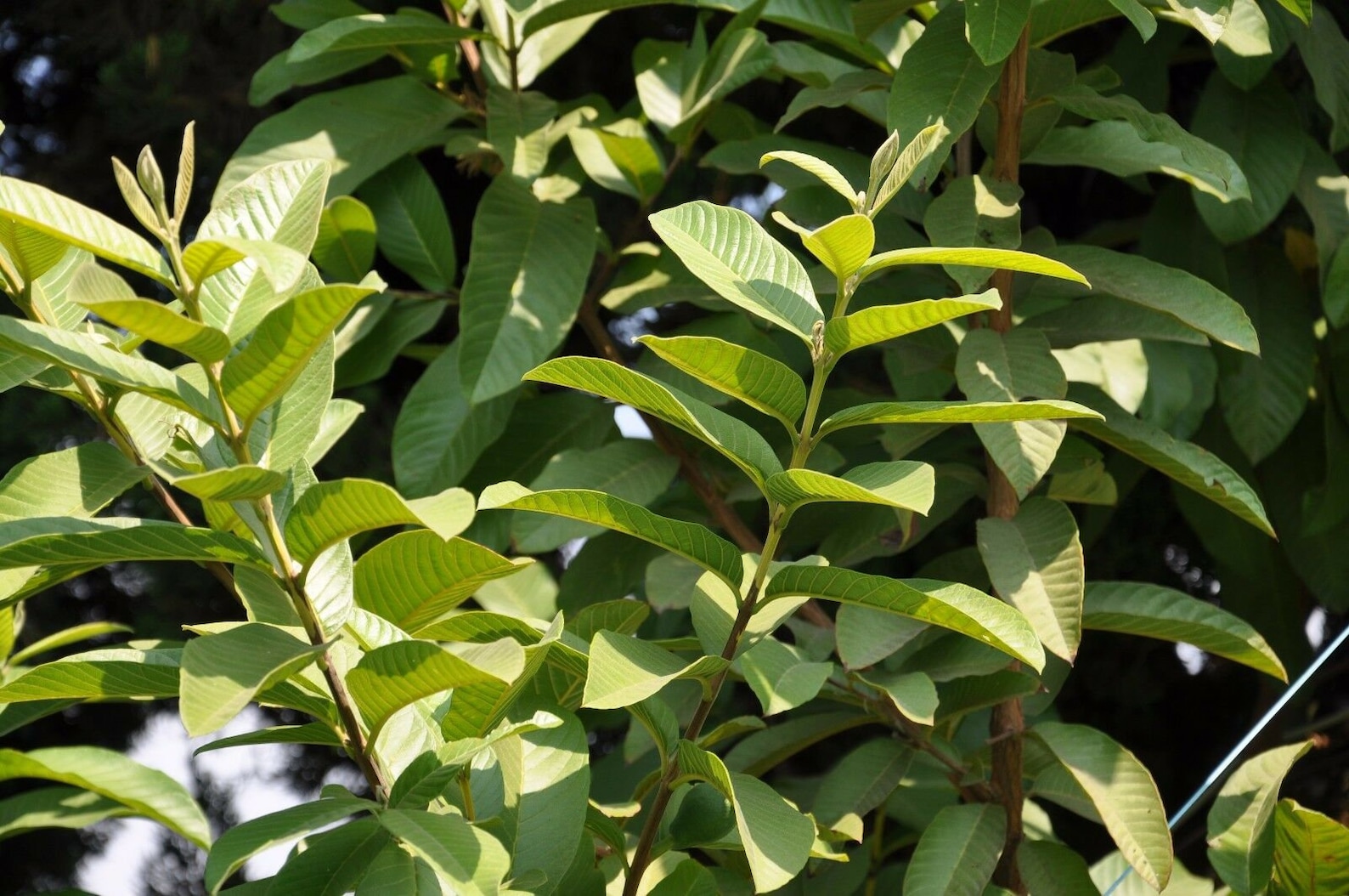 100% Organic Guava Leaves Fresh Green Dried Psidium Guajava - Etsy