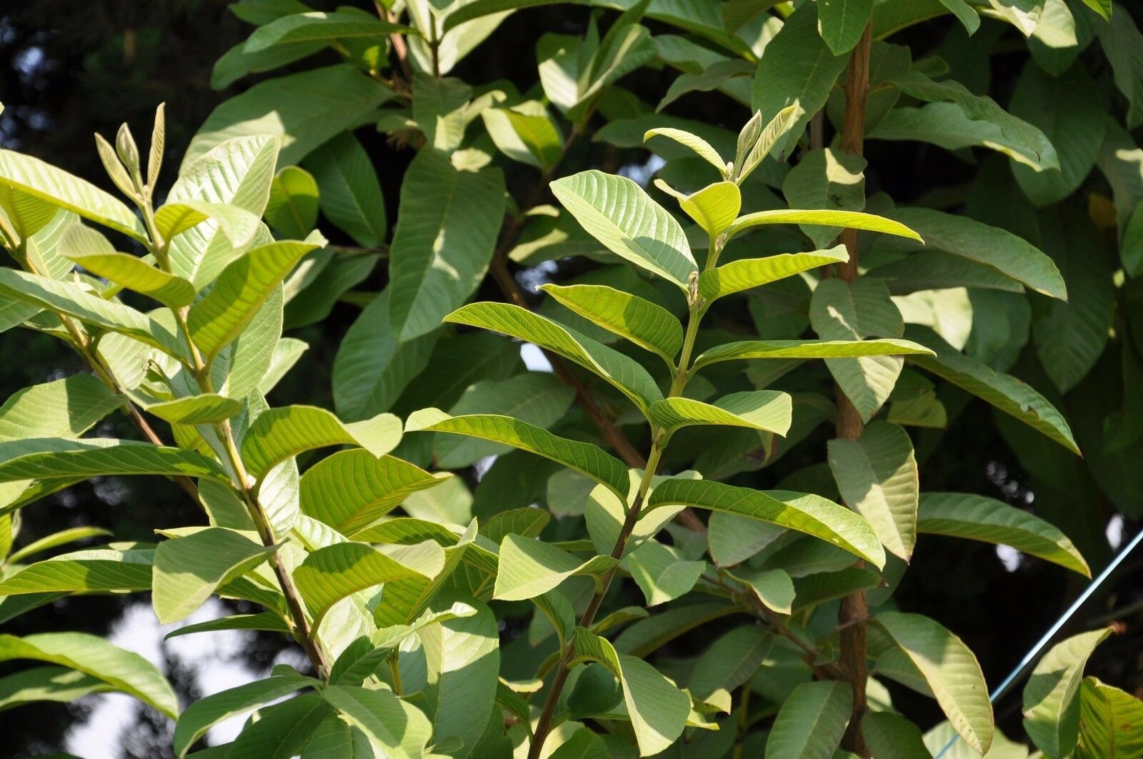 100% Organic Guava Leaves Fresh Green Dried Psidium Guajava - Etsy