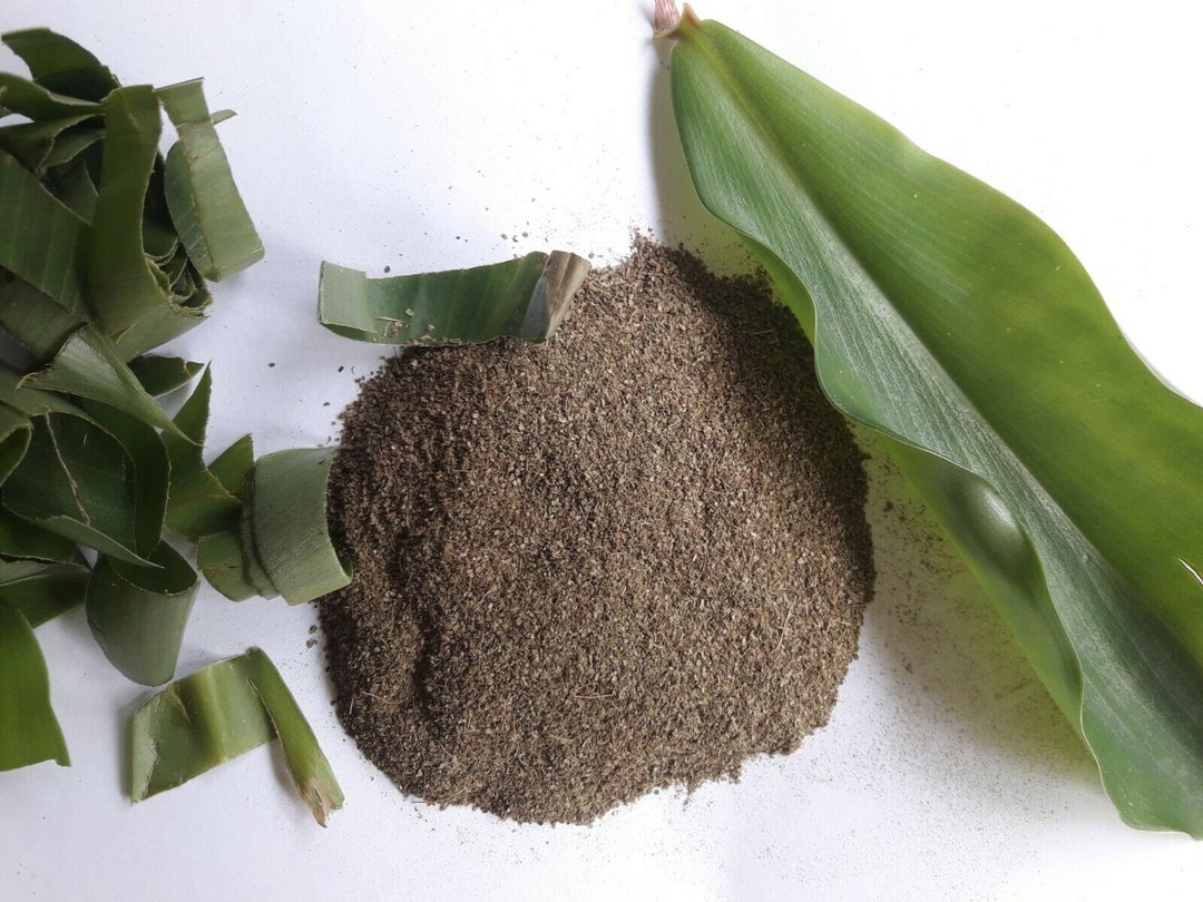 Insulin Plant Powder | Chamaecostus Cuspidatus | Costus Igneus | Herbal ...