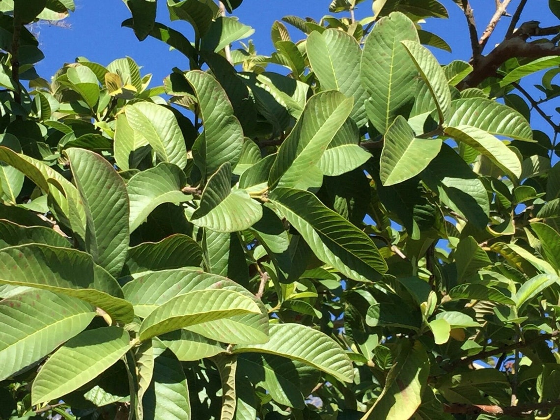 100% Organic Guava Leaves Fresh Green Dried Psidium Guajava - Etsy