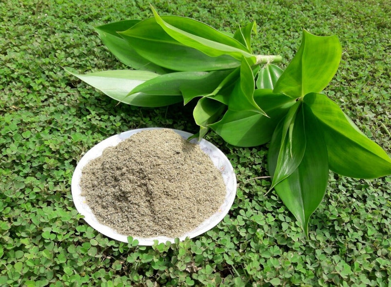Insulin Plant Powder | Chamaecostus Cuspidatus | Costus Igneus | Herbal ...