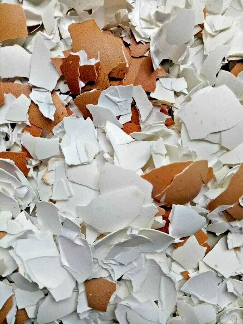 Organic Crushed Eggshells Calcium Fertilizer Egg Shells Garden - Etsy