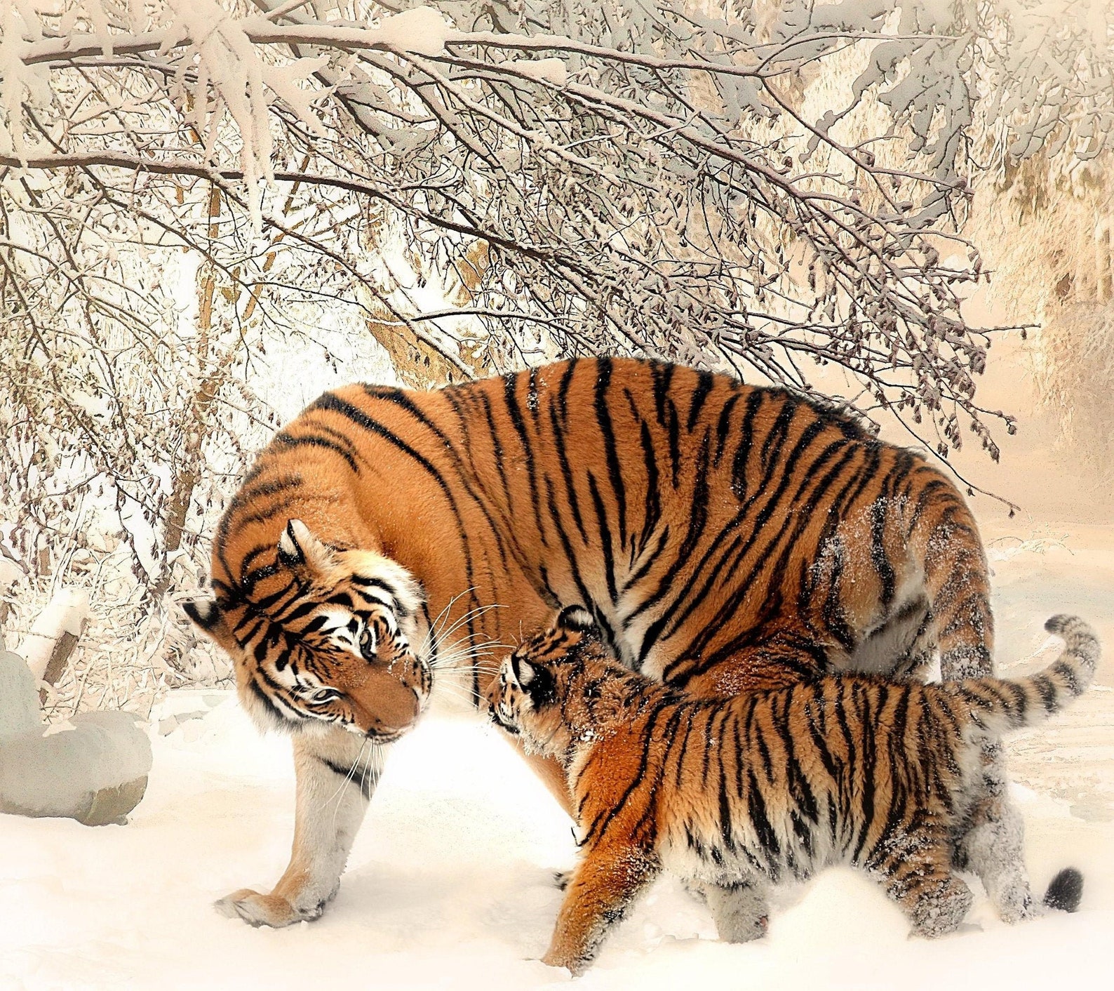 Tiger With Cub In The Snow Wild Nature Cute Modern Beautiful | Etsy