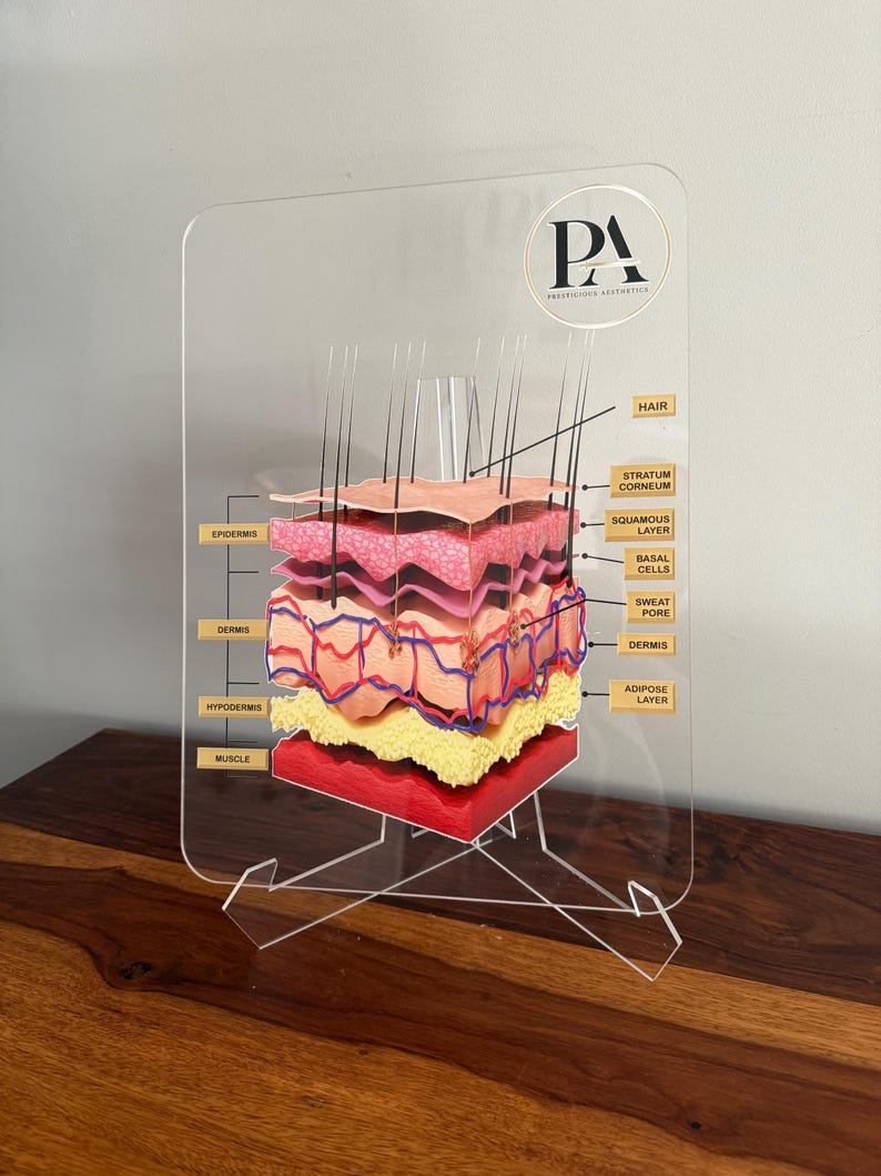 Skin Anatomy Acrylic Graphic: Aesthetics Training & Consultation - Etsy