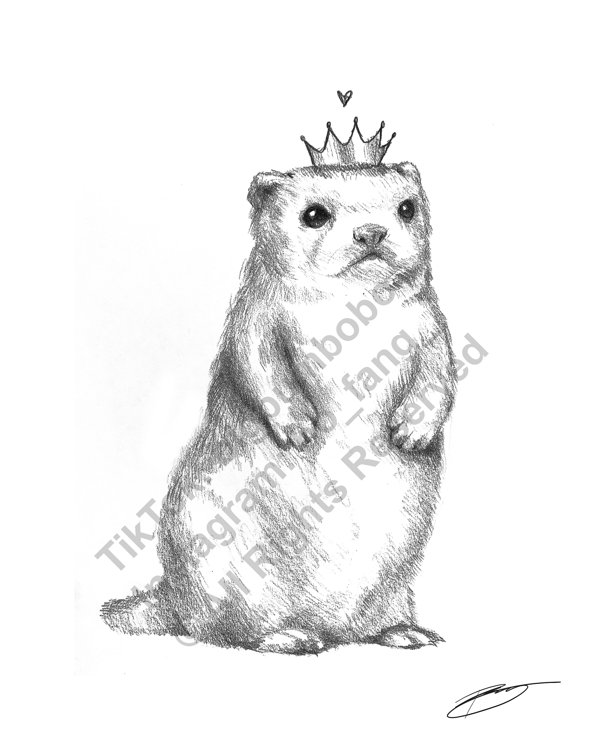 Fat Little Ferret Sketch Drawing Illustration 8.5 x 11 | Etsy