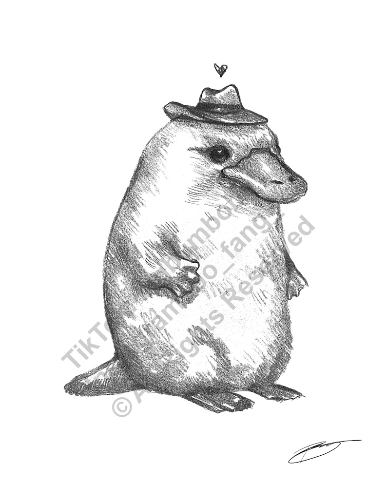 Fat Little Platypus Sketch Illustration 8.5 X 11 Black and - Etsy Australia