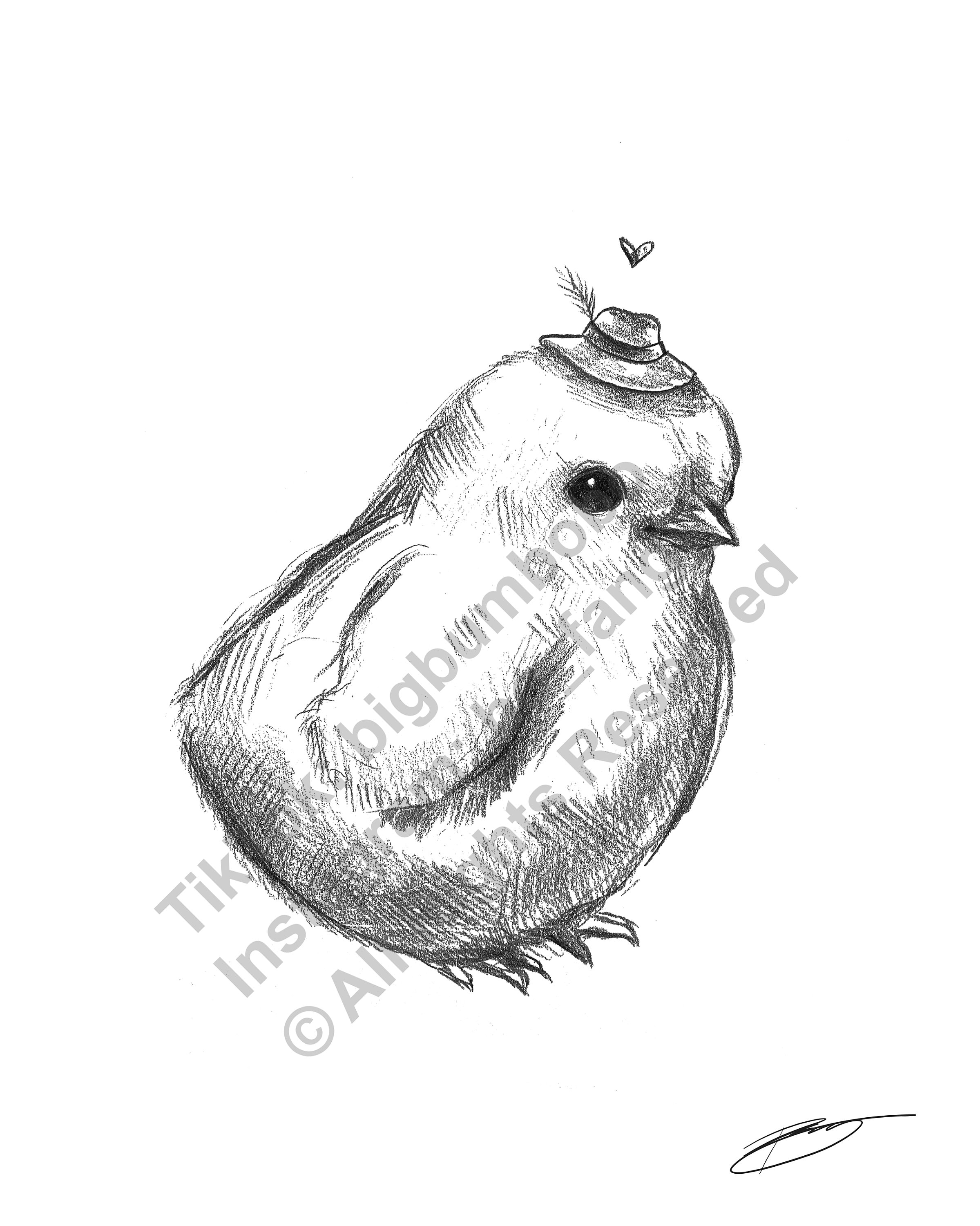 Fat Little Chicken Sketch Illustration 8.5 X 11 Black and | Etsy
